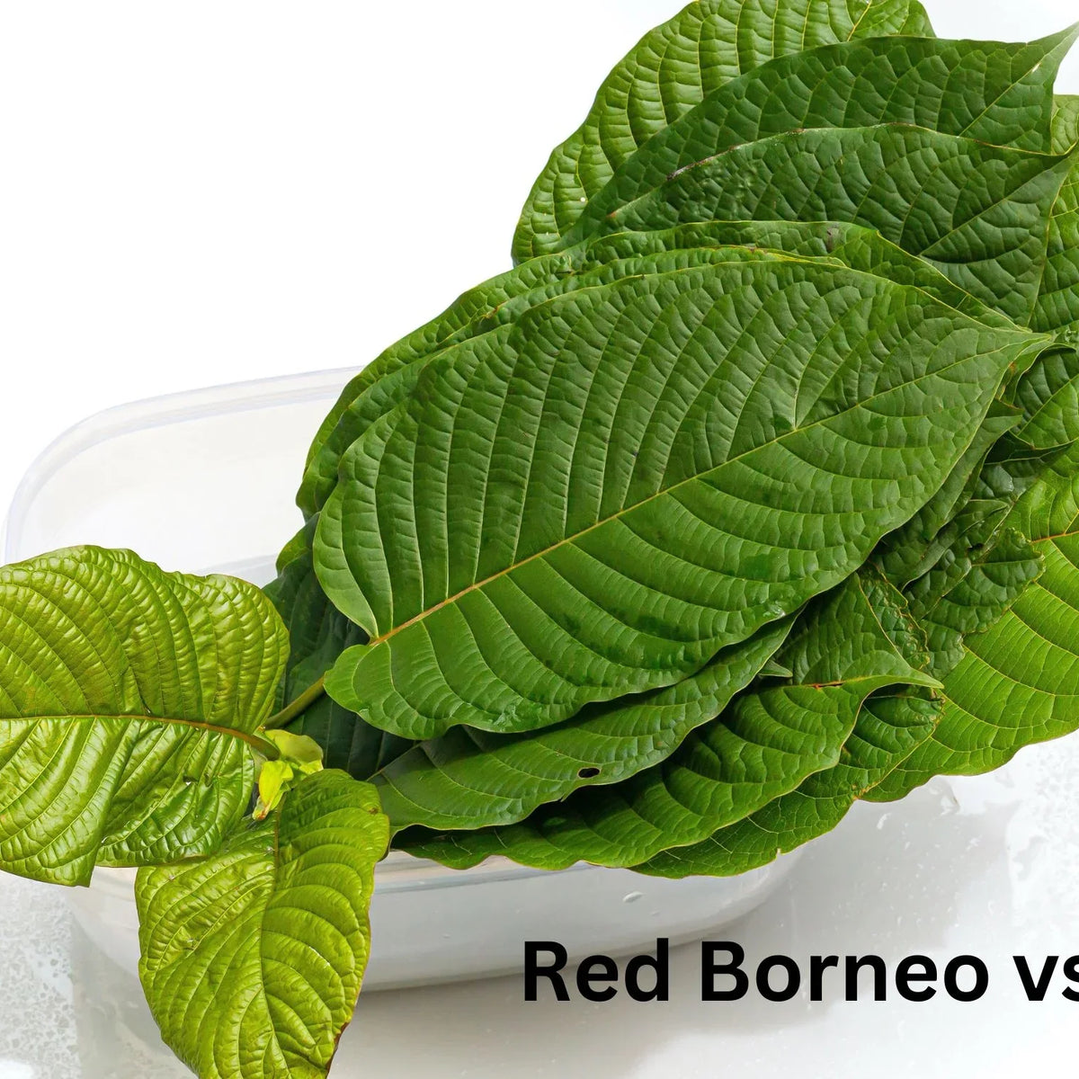 Red Borneo vs Red Bali: Full Comparison – Choice Botanicals